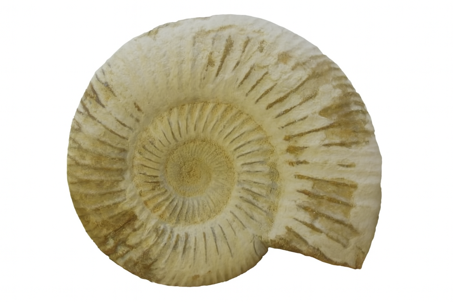 fossils.com.au one of australias best fossil suppliers.
