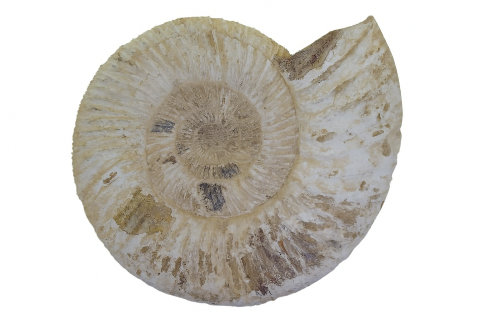 fossils.com.au one of australias best fossil suppliers.