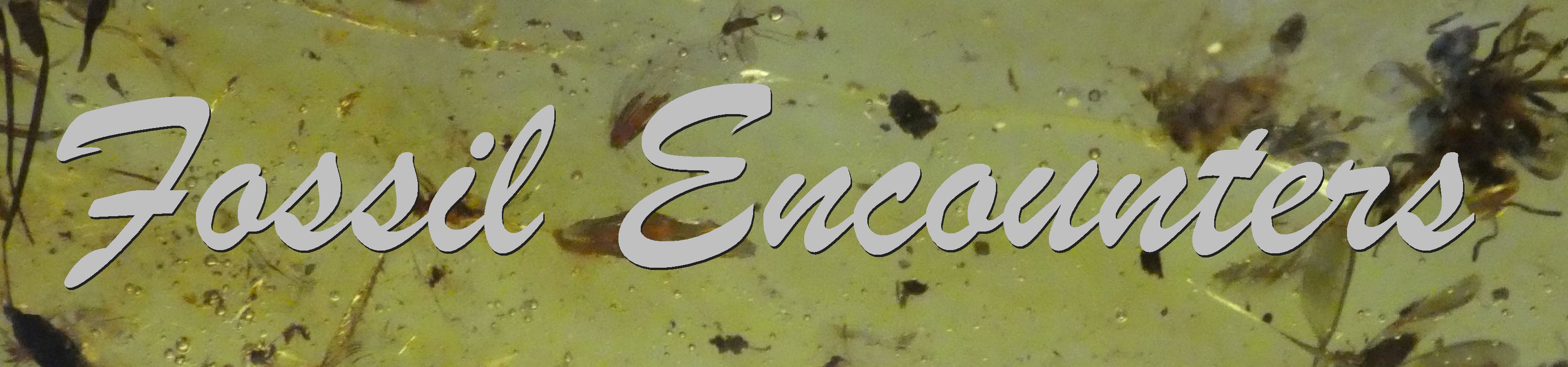 fossils.com.au one of australias best fossil suppliers.