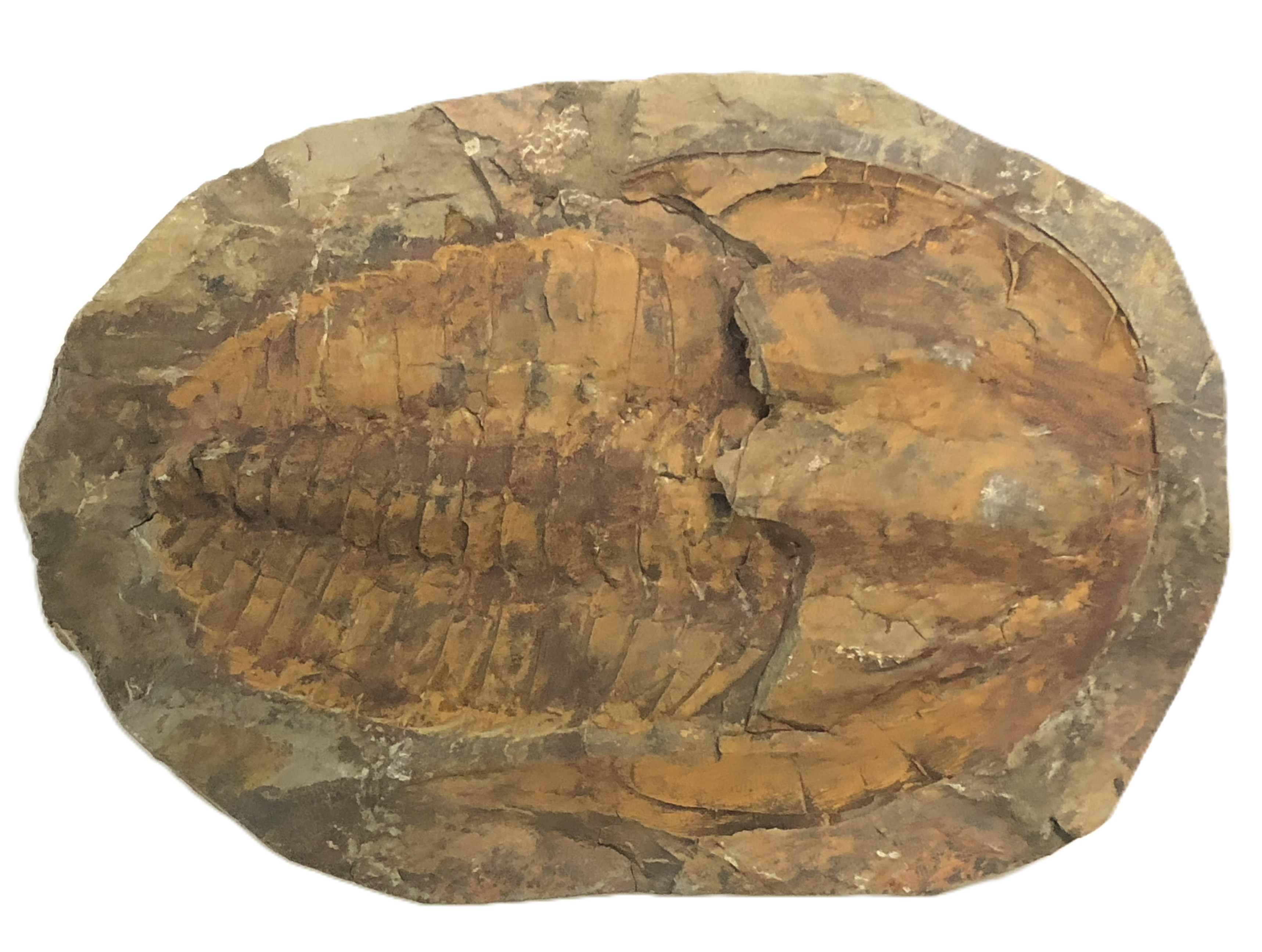 fossils.com.au one of australias best fossil suppliers.