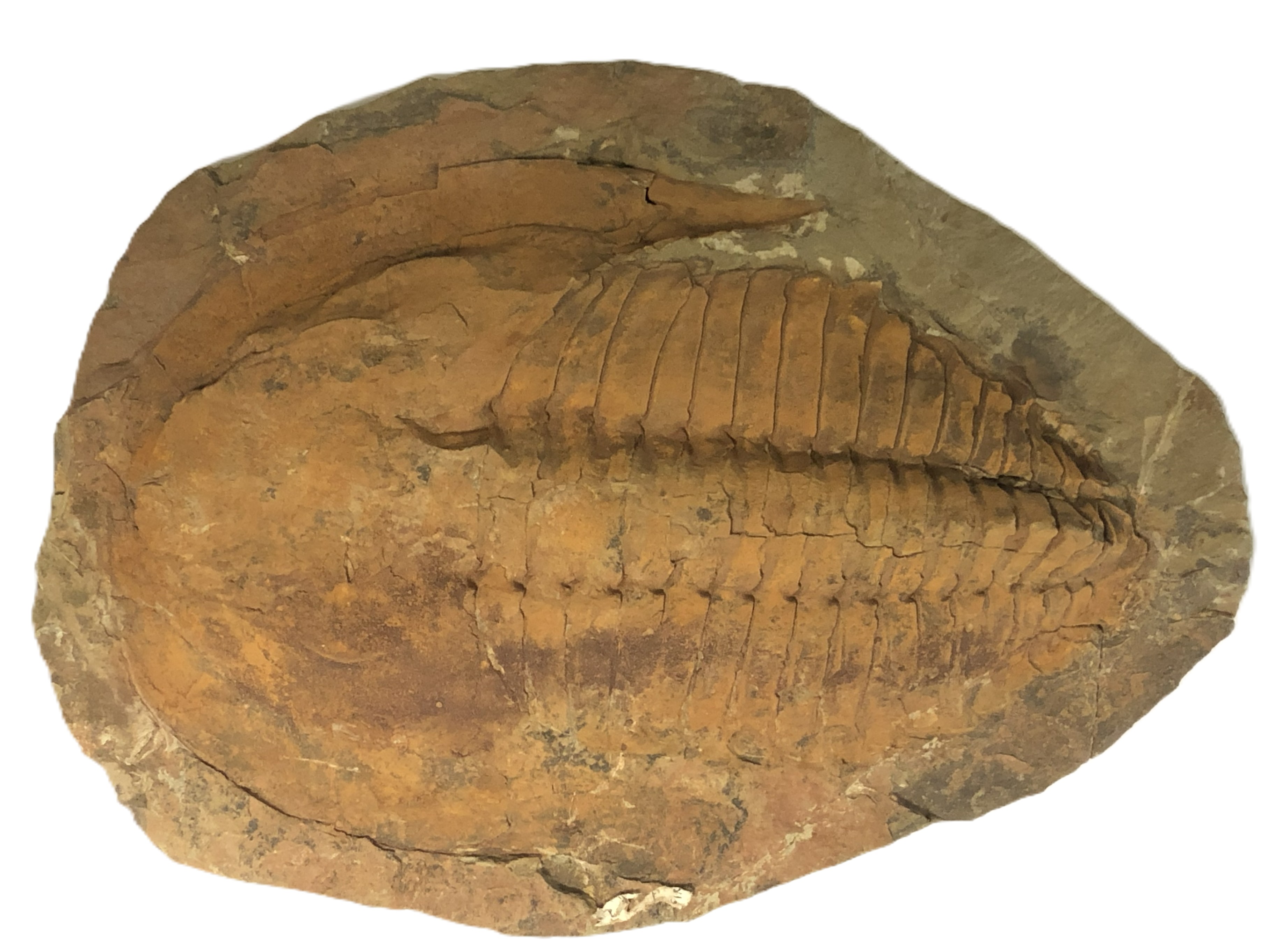 fossils.com.au one of australias best fossil suppliers.