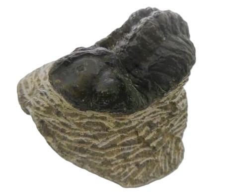 fossils.com.au one of australias best fossil suppliers.